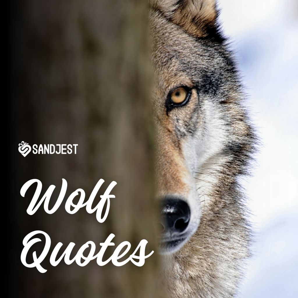 Sayings About Wolves • Sandjest Gifts